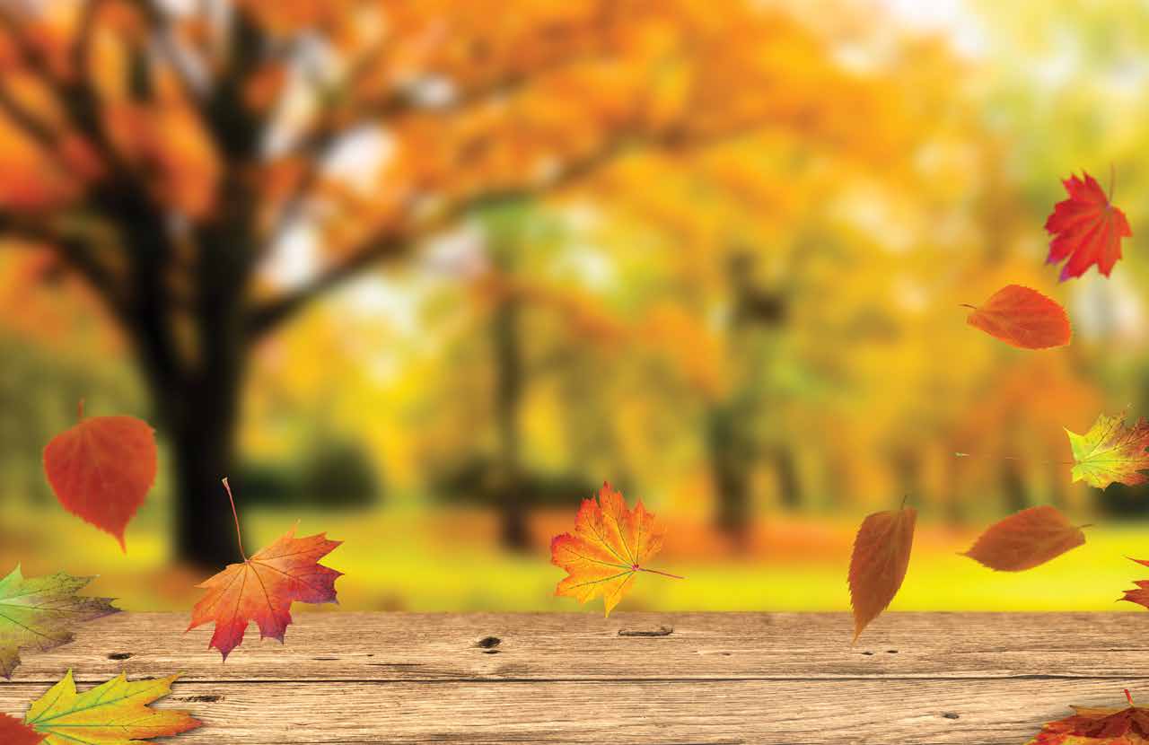 Happy Fall to our Mosaic Community!