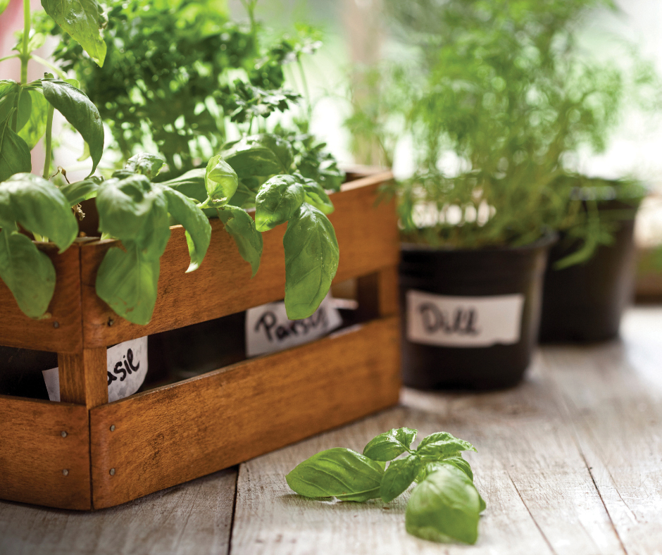 HOW TO GROW CULINARY HERBS WITH EMMA ROONEY AT BETTER LIVING COMMUNITY ...